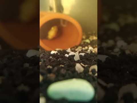 bebişler geliyor🐟🐟🧿🧿