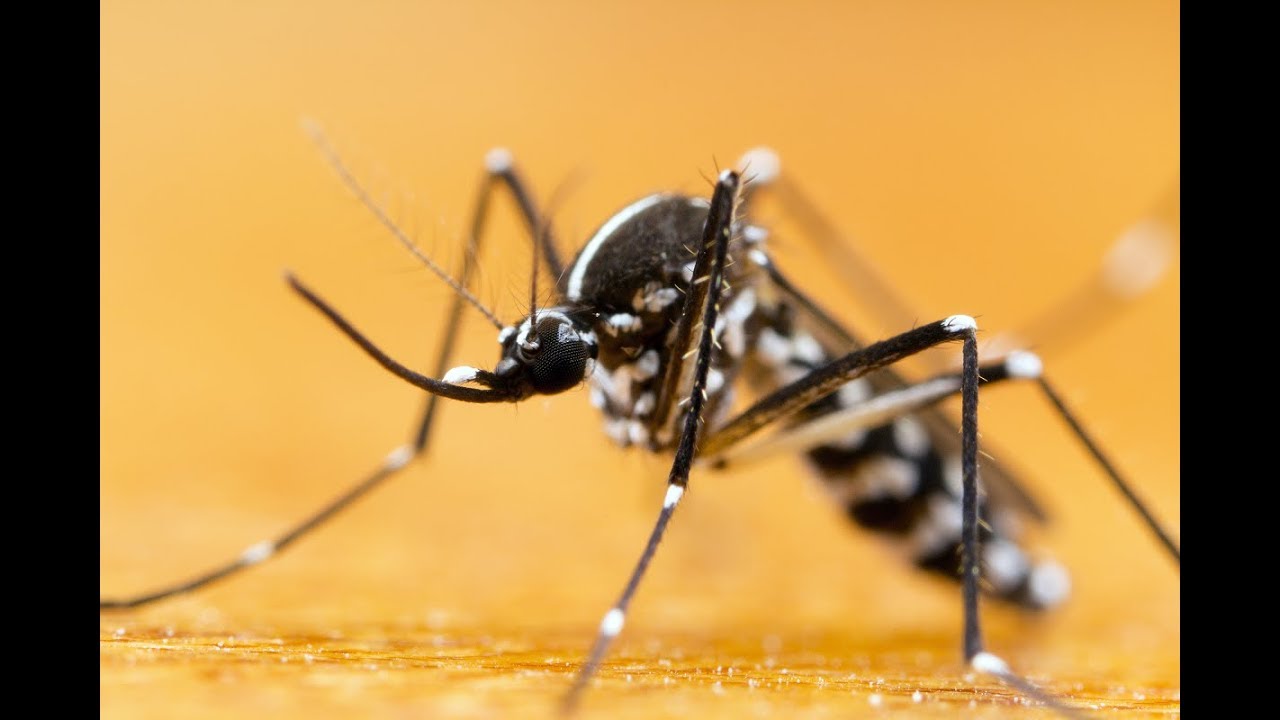 Natural life cycle of a mosquito (ITALIAN EAR RAPE) - YouTube