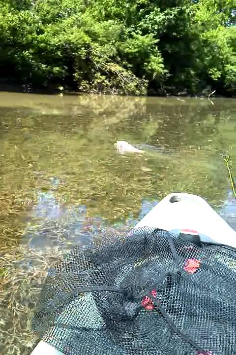 Opossum can swim! - YouTube