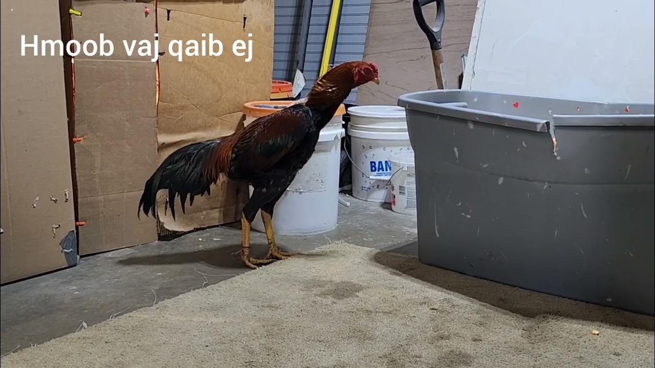 update me nyuam ntsuag qaib ej loj lawm nawb yuav tau xuab tiag2 li - YouTube