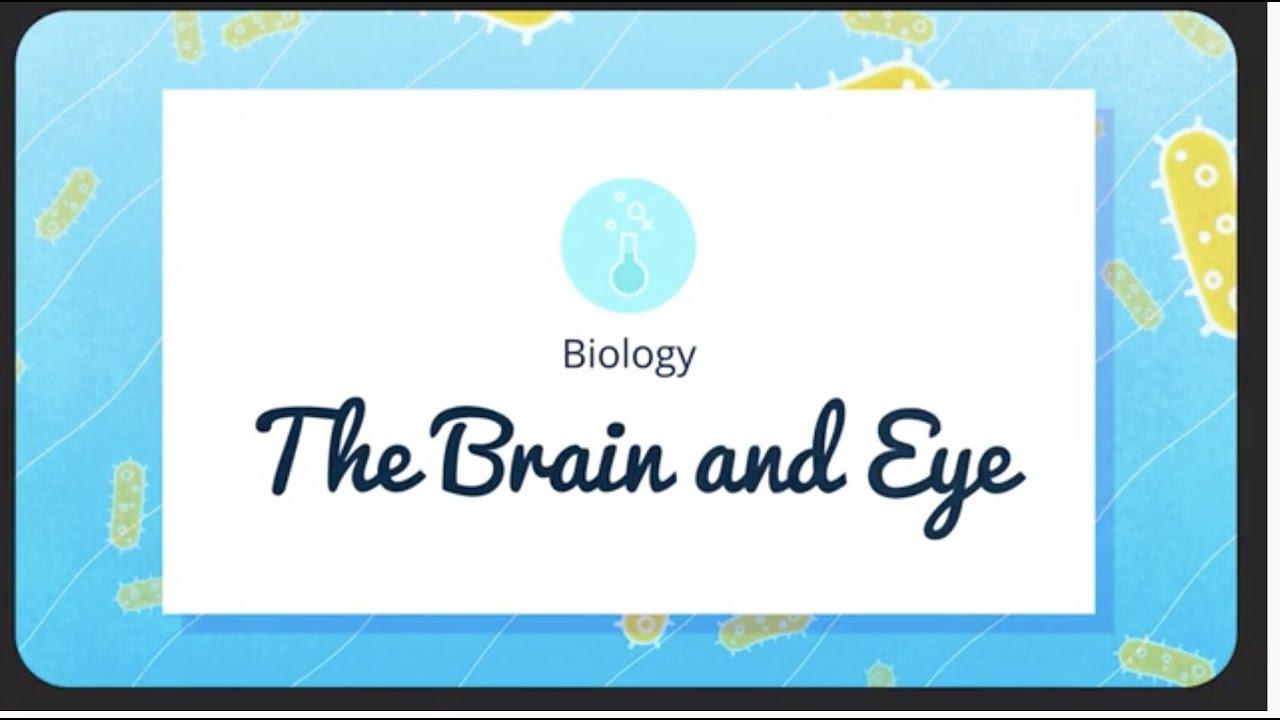 GCSE Biology - The Brain and Eye - YouTube