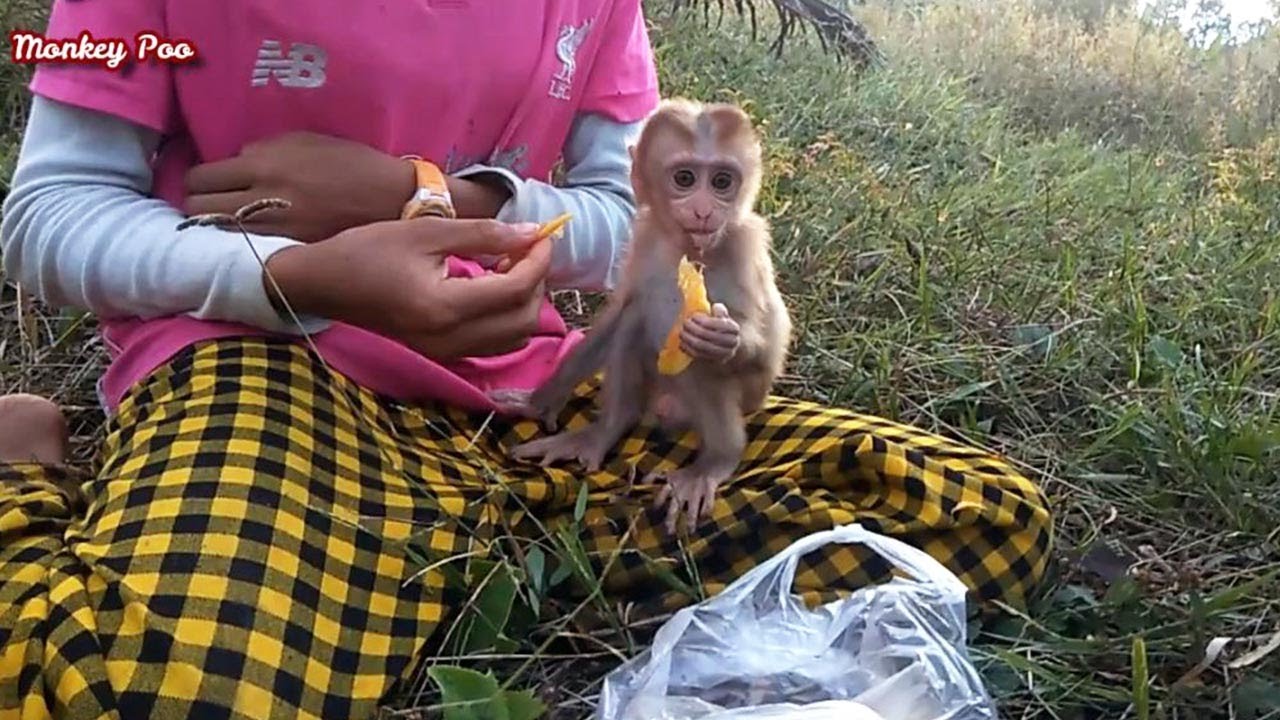 Oh!! really beautiful baby monkey, Poo eating mango with aunt. - YouTube