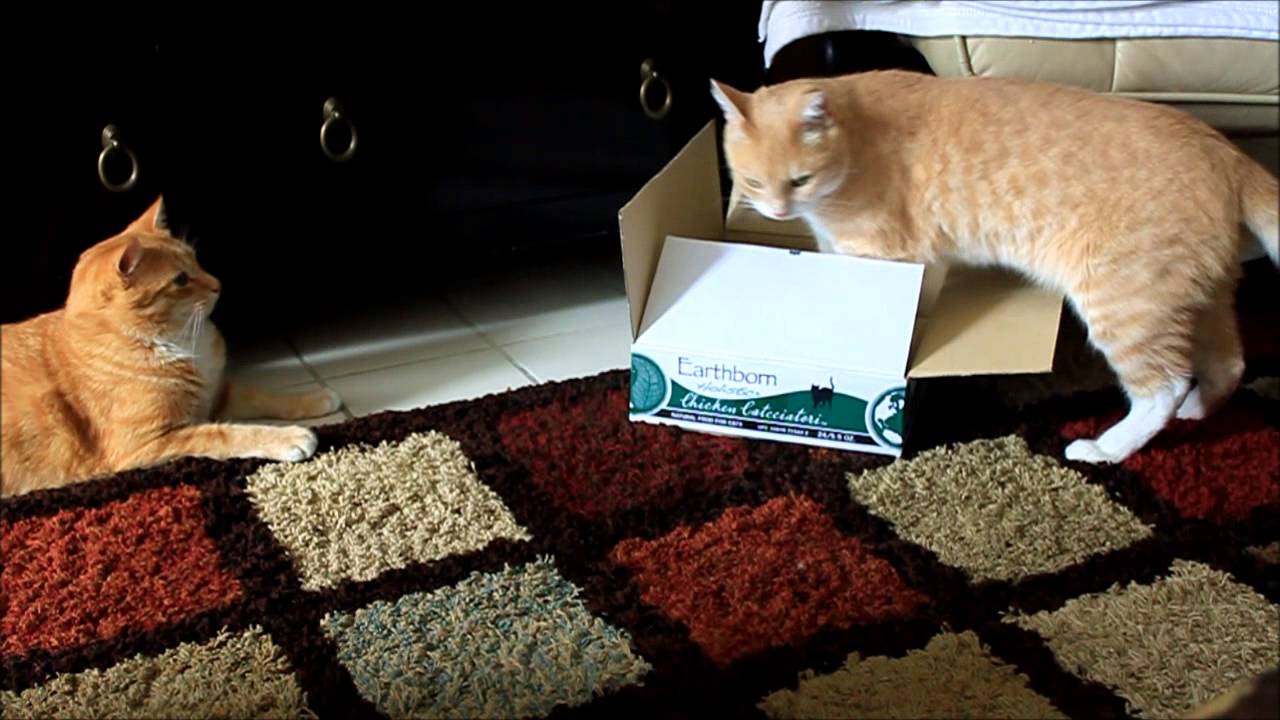 Two Cats, One Box - YouTube