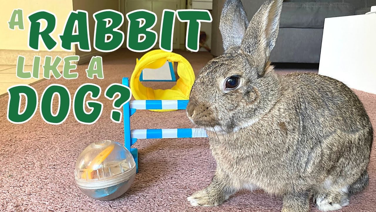 My crazy rabbit acts like a dog! || Funny video compilation of our ...