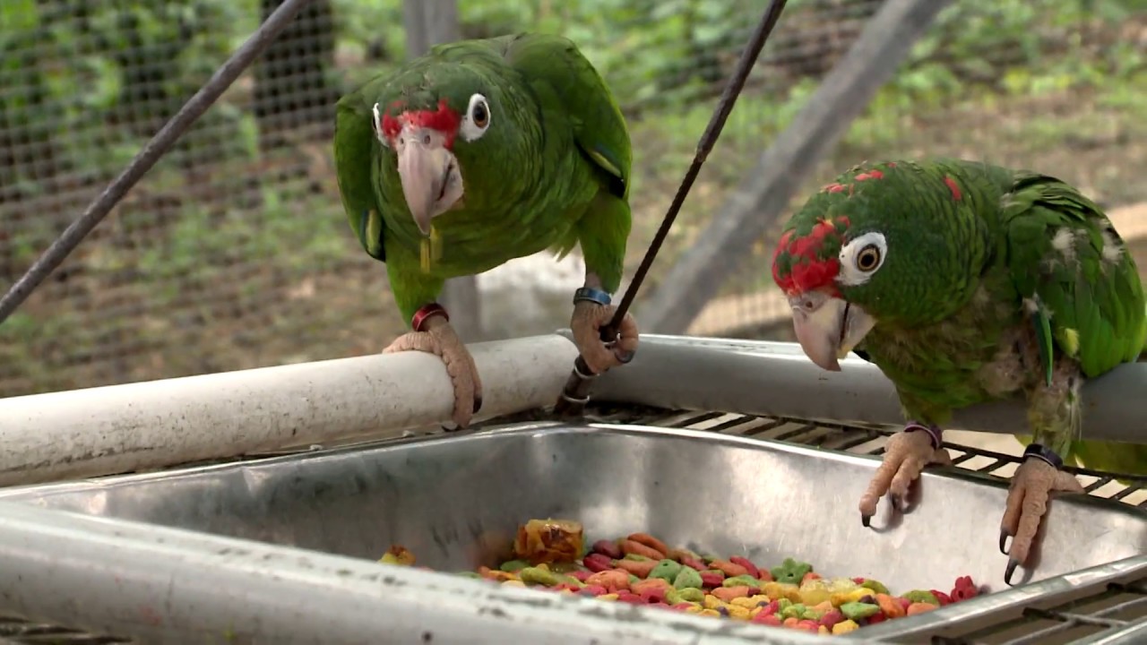 “Al rescate de nuestra cotorra”: ¿Cómo se está recuperando la cotorra puertorriqueña? - YouTube