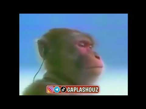 ZOOPARKDAGI ESTÀLIKLARI MAYMUN YEP QUYDI😂😂😂
