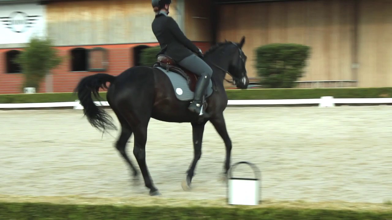 Working Equitation Turnier, Max Benz, A-Dressur - YouTube