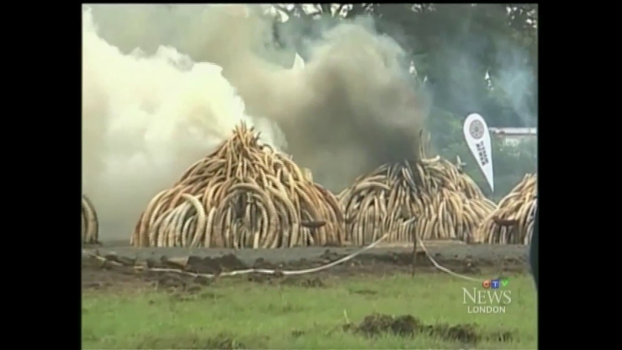 Kelda Yuen CTV - David Sheldrick in Kenya - YouTube