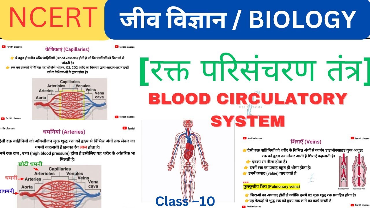 रक्त परिसंचरण तंत्र | Blood circulatory system | धमनी | Artery | शिरा ...
