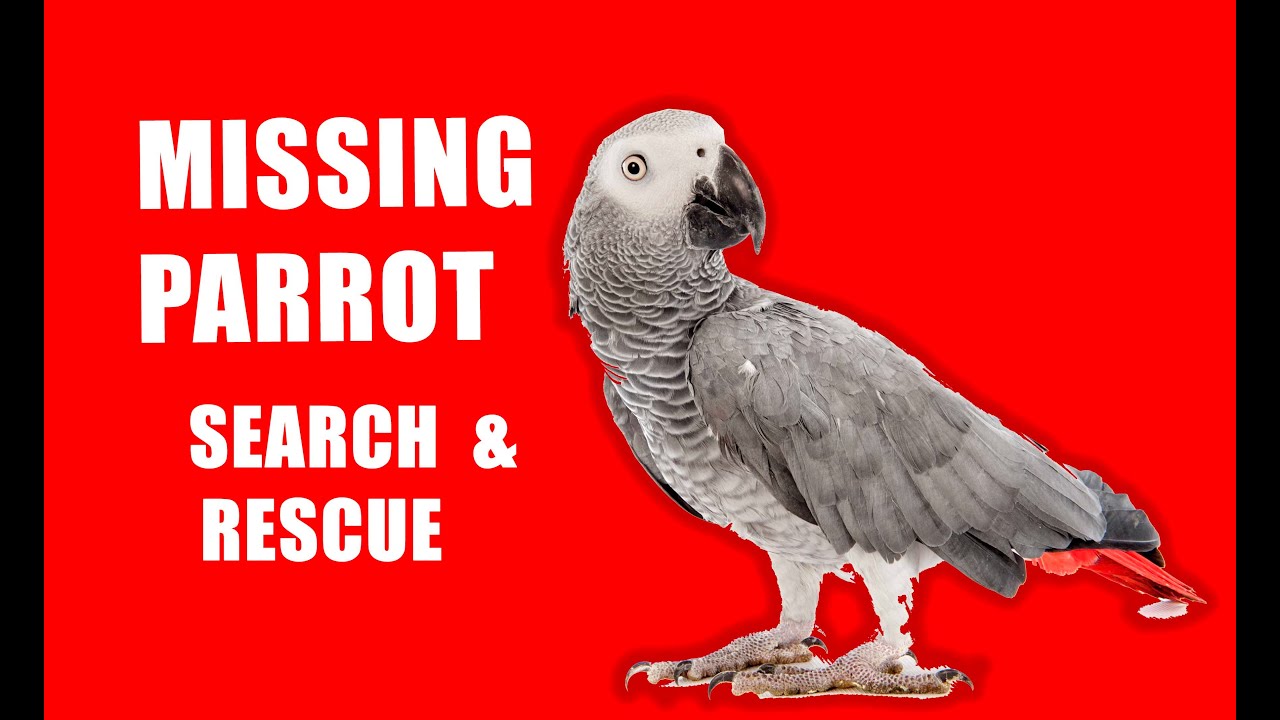 Search and Rescue for Lost African Grey Parrot PART 2 - YouTube