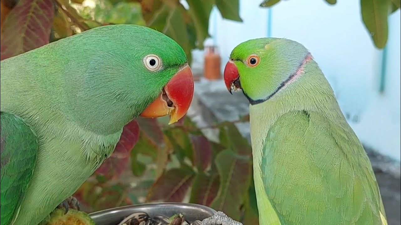 Amazing Talking Parrots Eating Guava - YouTube