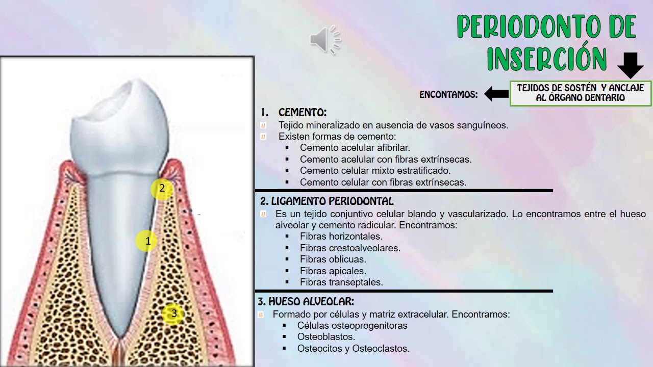 PERIODONTO. Periodonto de Protección, Periodonto de Inserción Dayanara ...