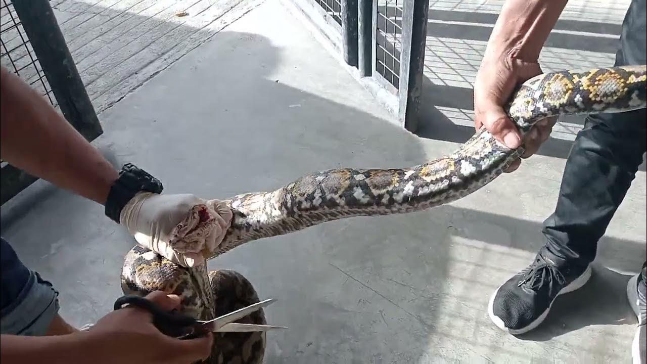reticulated python rescue #animal rescuer life @muntilupa animal pound ...