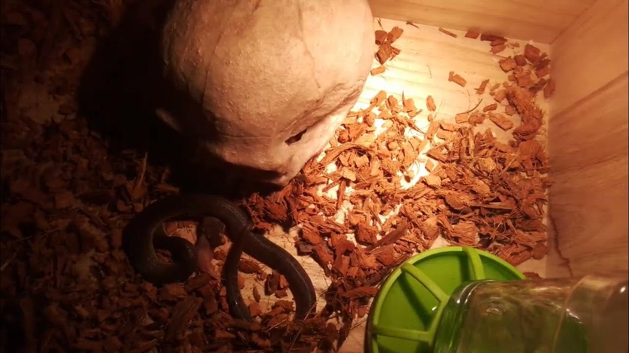 A baby pygmy child python eating a pinky (speed up) - YouTube