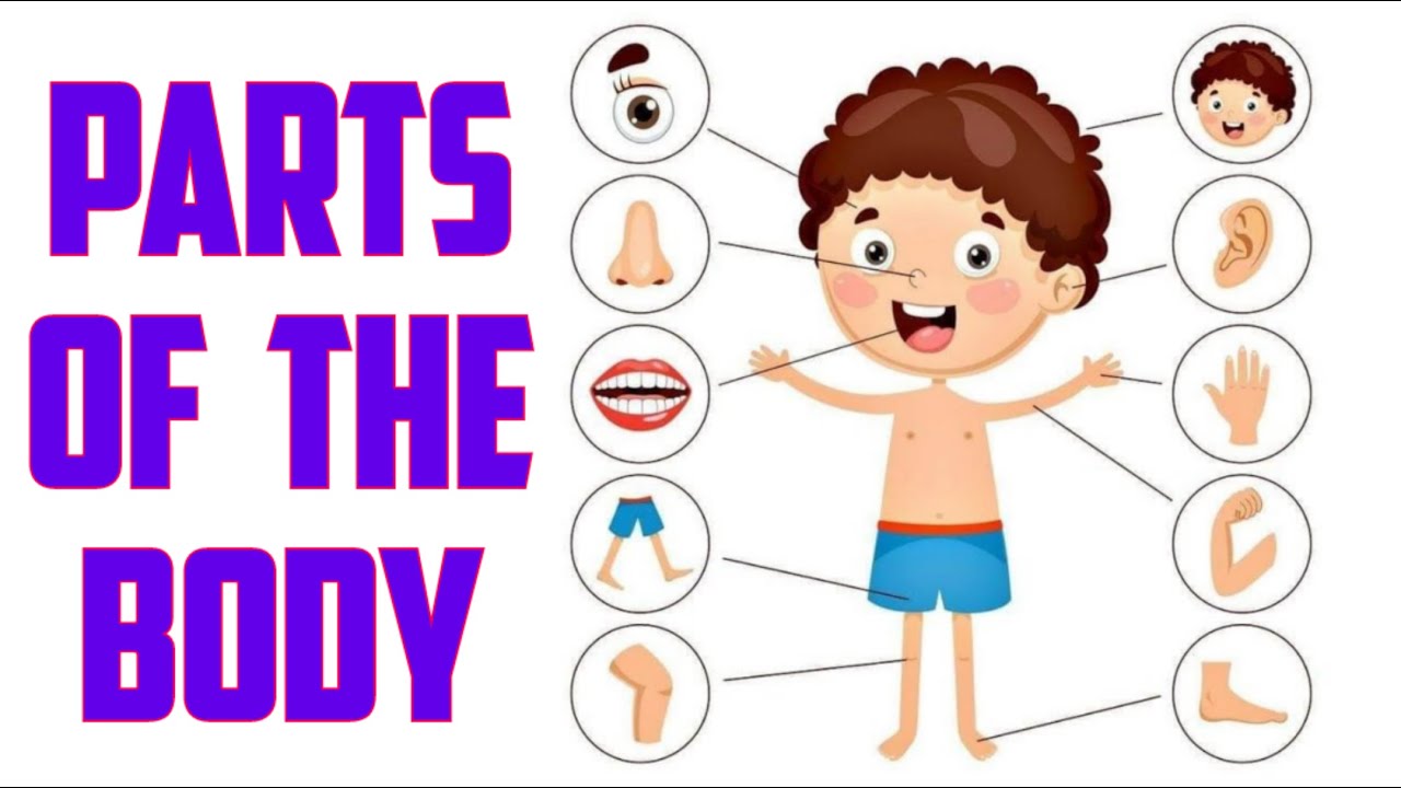 Parts of the body/ name of body parts for kids - YouTube
