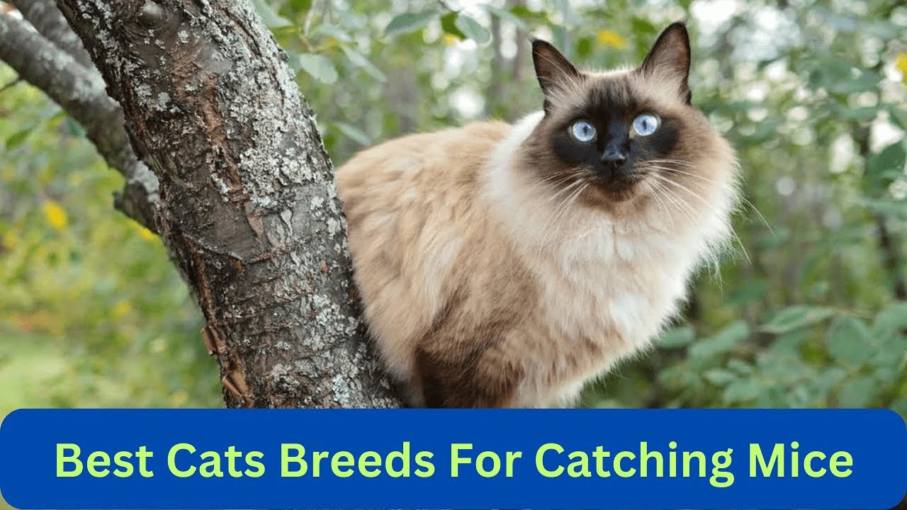 Best Cat Breeds For Hunting Mice || #cat #funnycats #farming # ...