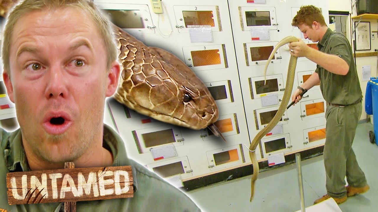 Rookie Forced To Milk World's Biggest Venomous Snake! | The Wild Life ...