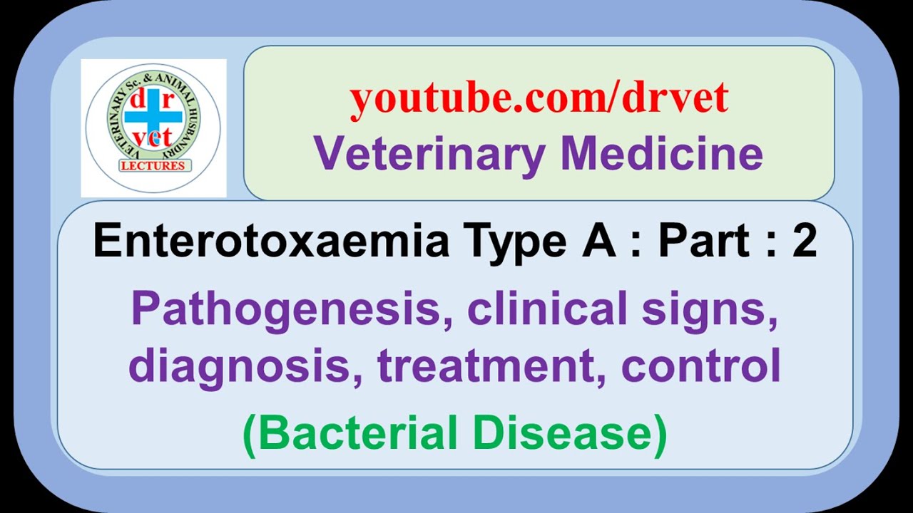 Enterotoxaemia Type A Part 2 : pathogenesis, clinical signs, diagnosis ...