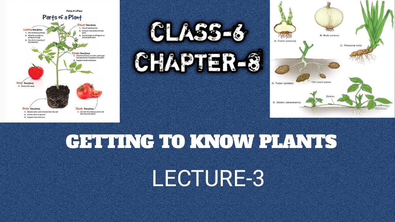 CLASS-6 CHAPTER-8||GETTING TO KNOW PLANT{PART-3} - YouTube