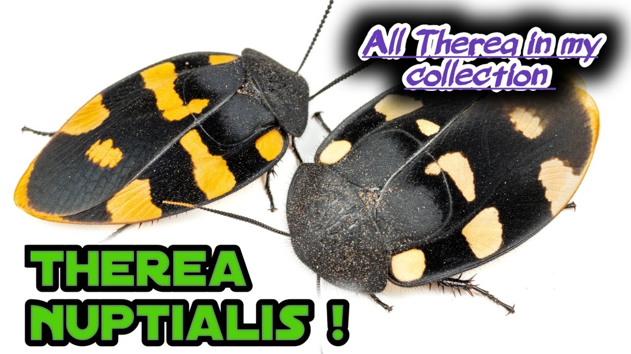 All Therea cockroach species in my collection - YouTube
