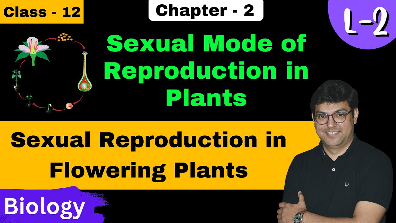 Sexual Mode of Reproduction in Plants |Sexual Reproduction in Flowering ...