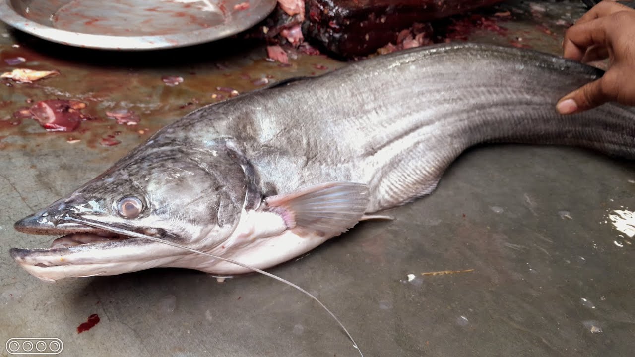 amazing boyal fish cutting in fish market 👍 - YouTube