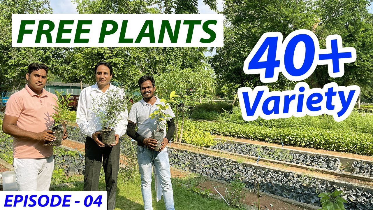 यहाँ मिलते है फ्री पौधे | Free Plants Nursery | 40+ Free Saplings ...