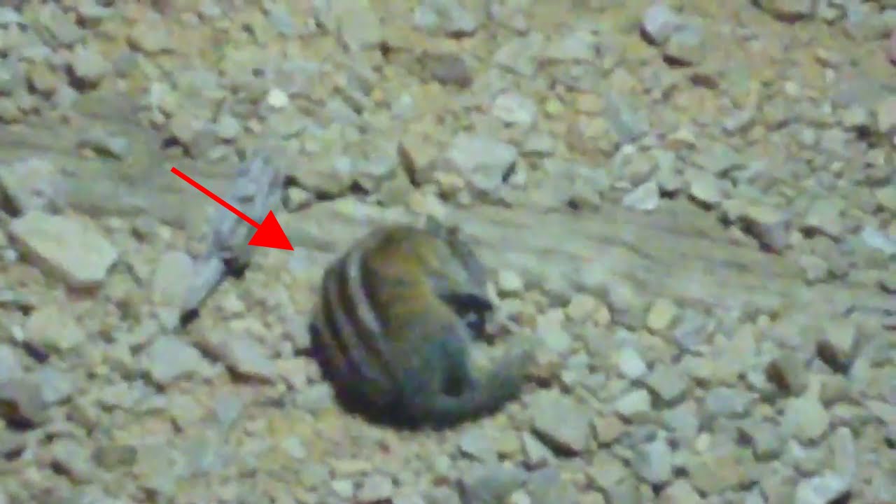 Dying chipmunk really sad - YouTube
