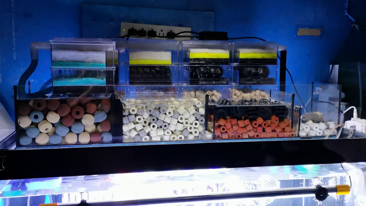 Aquarium 50 Gallons Setup with 2 Mini Trickle filter and Sump filter ...