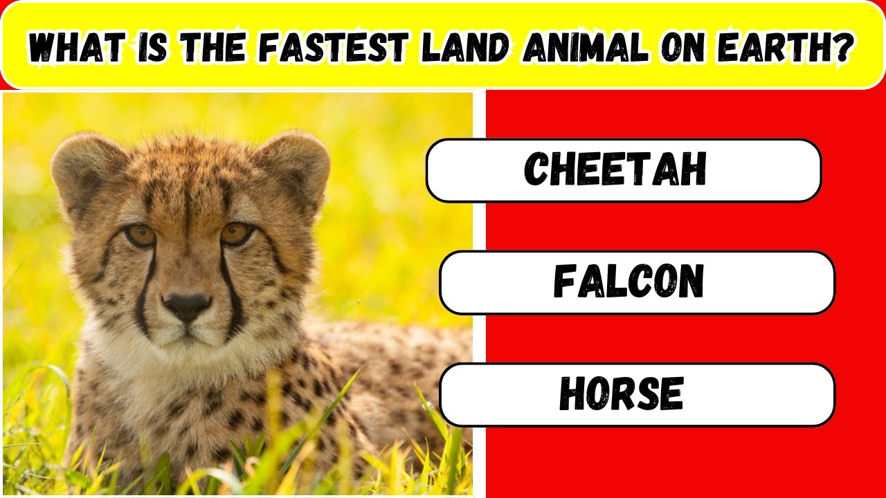 General Knowledge Quiz - Animals - YouTube