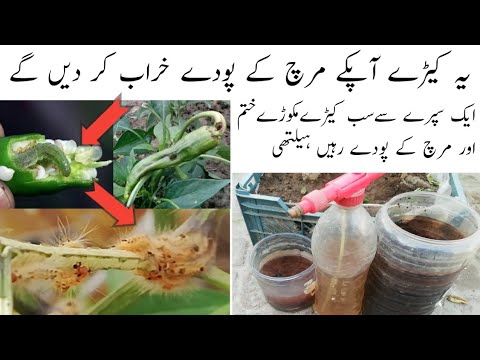 How do you Control the Pest of Chilli Plants | Best Natural Homemade ...