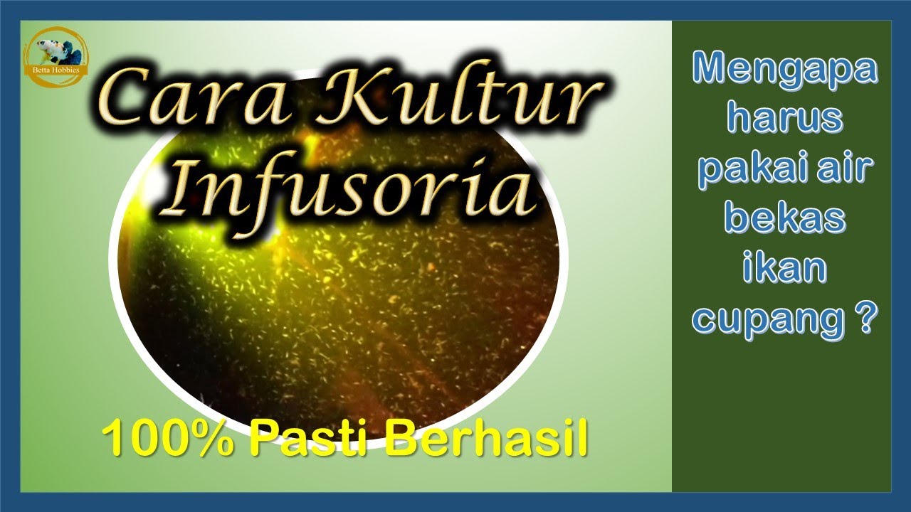 Cara kultur Infusoria - YouTube