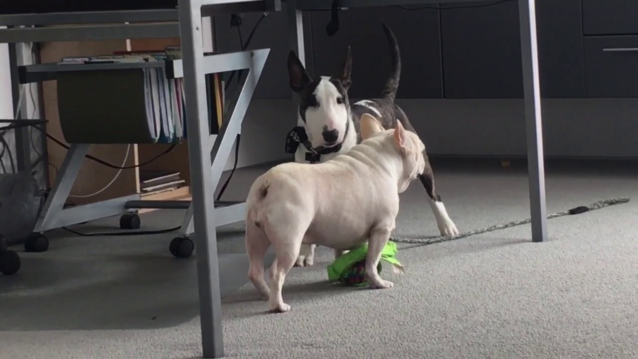 Ruffus Wainwright Betty Whyte. Tussle #6 - YouTube