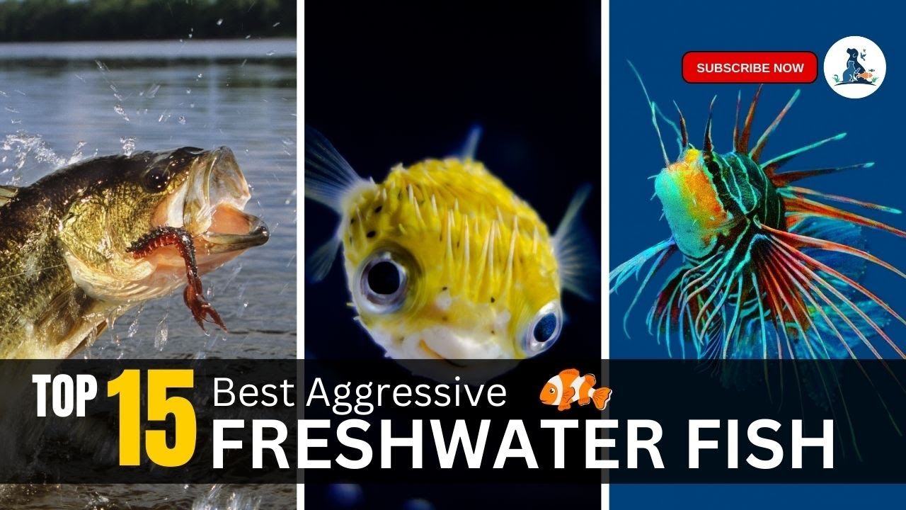 15 Ultimate Aggressive Freshwater Fish You Can Add to Your Aquarium # ...