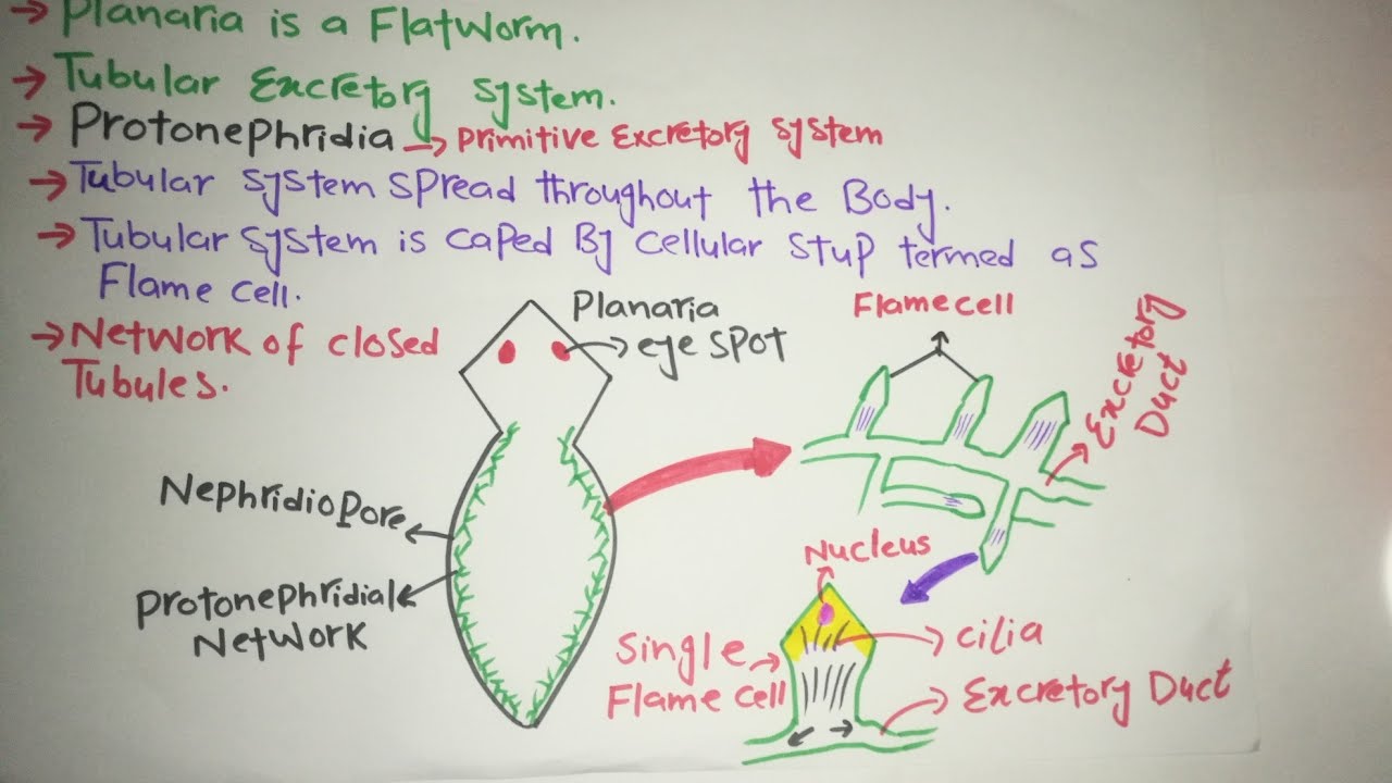 Excretion in Planaria. Protonephridia - YouTube