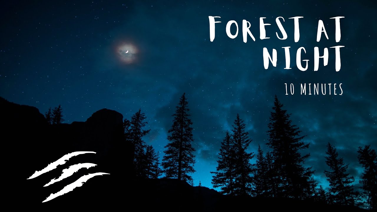 Forest Night - YouTube