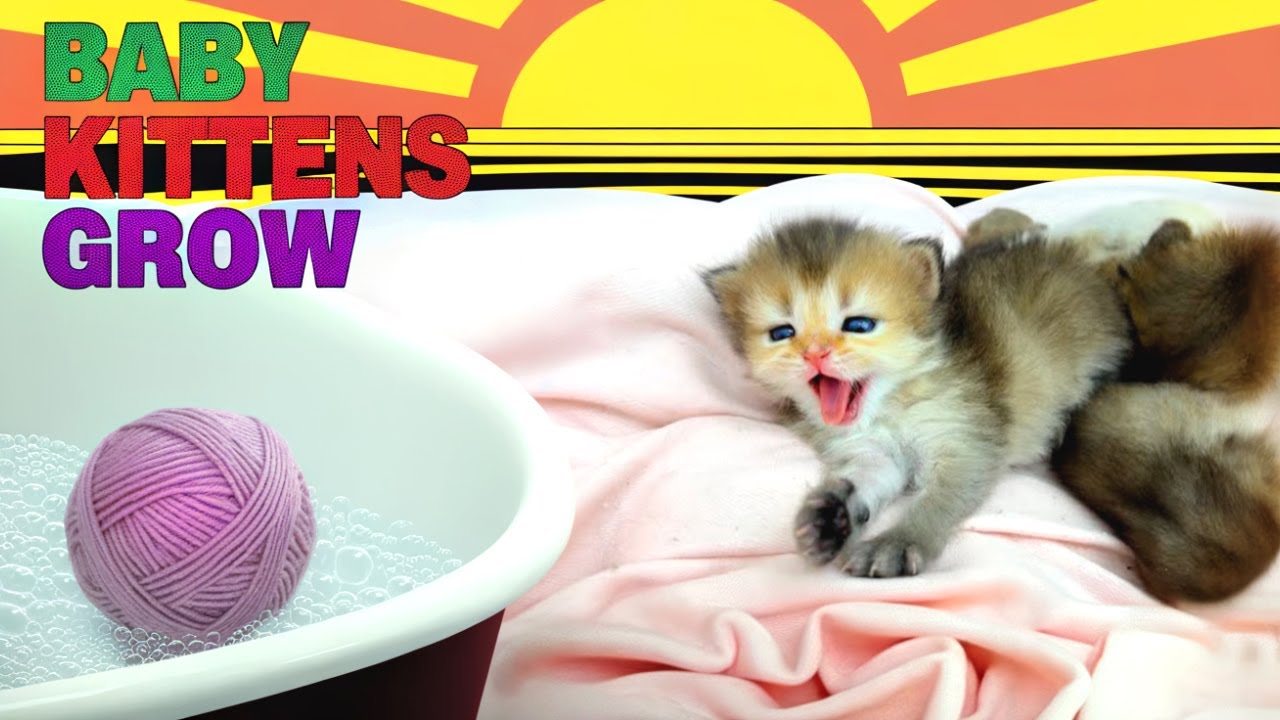 How baby kittens grow: 14-28 days from birth - YouTube