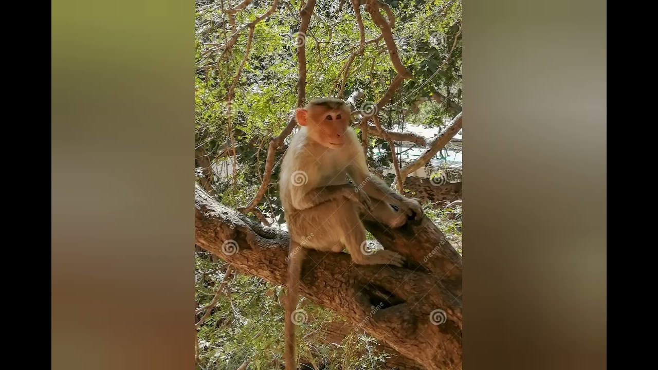 Very nice monkey - YouTube