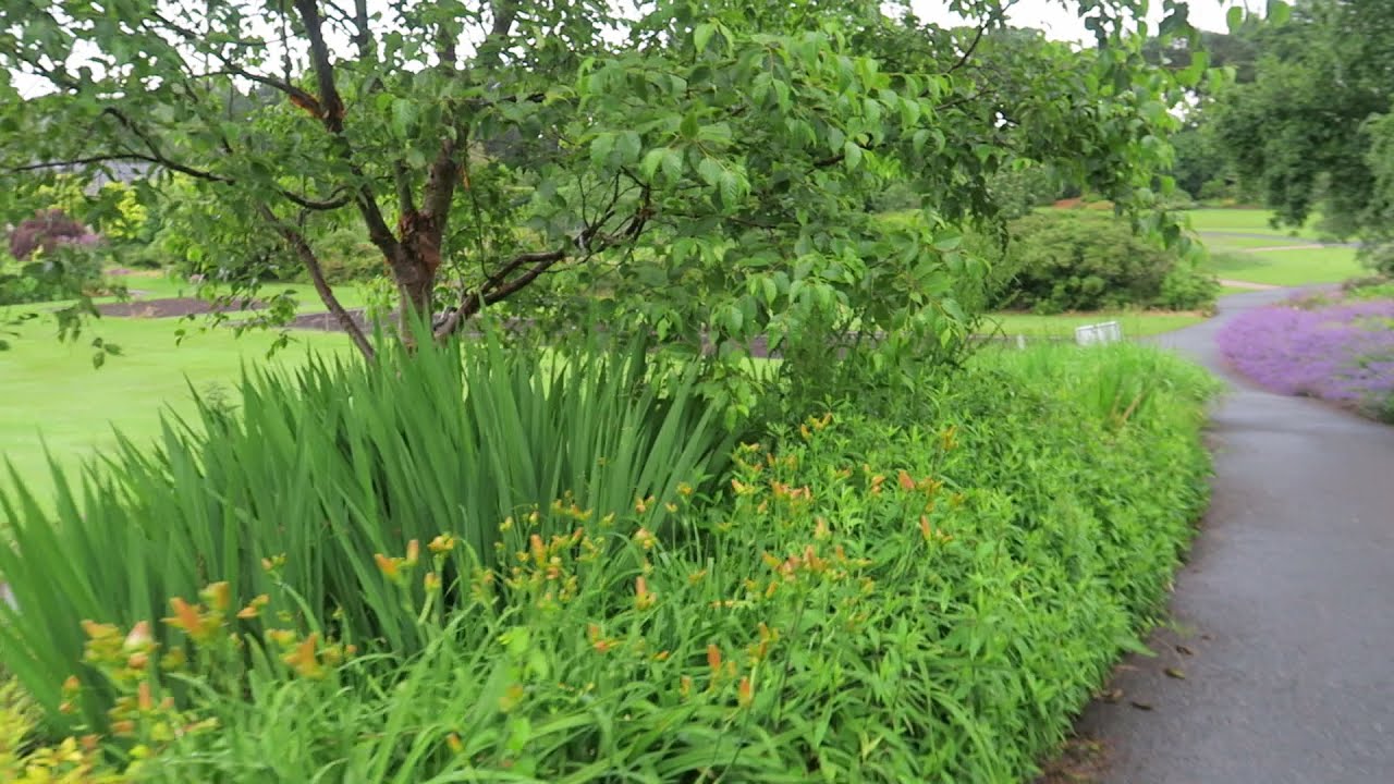 Ness in a nutshell: Chapter 1 - YouTube