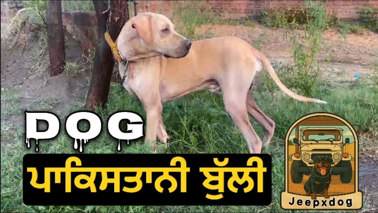 Pakistani Bully Dog video | Pakistani bully Kutta High breed | indian ...