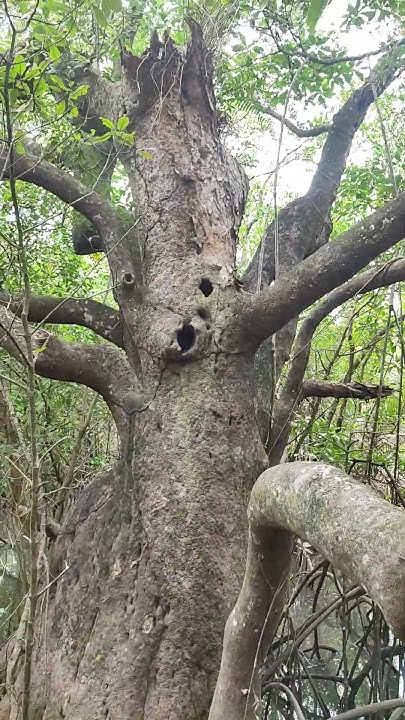 Api-Api Tree sa Palsabangon Mangrove swamp forest reserve - YouTube