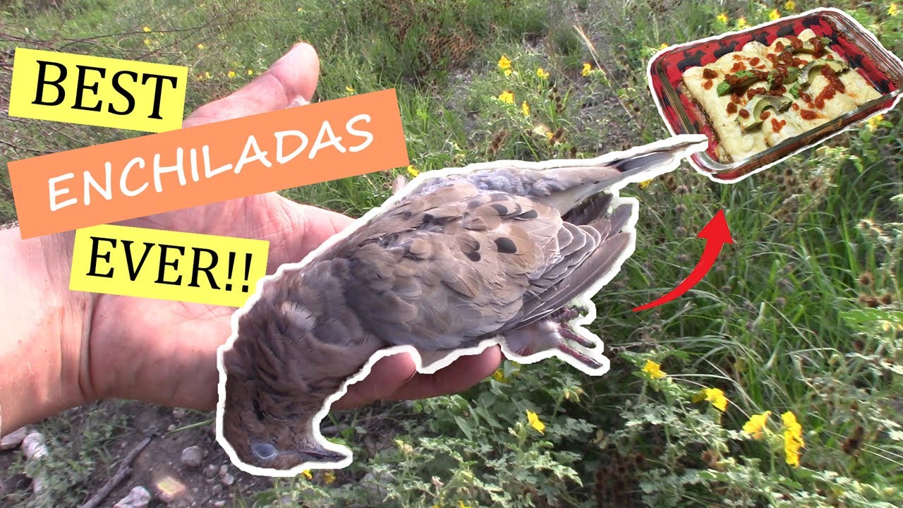 Mourning Doves {CATCH, CLEAN, COOK} - GREEN CHILI ENCHILADAS!!! - YouTube