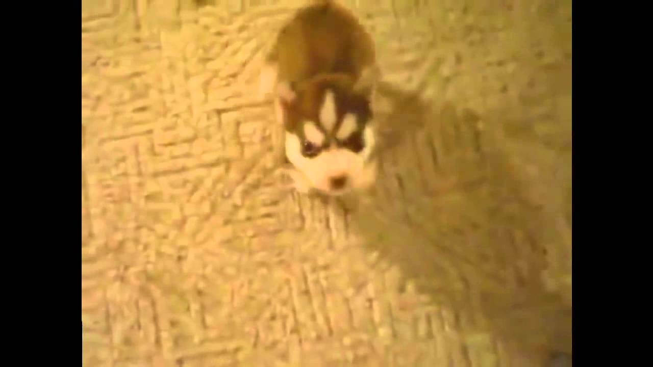 Dog swears at owner - YouTube
