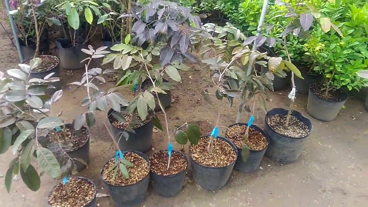 Ruby longan with fruit in a pot - YouTube