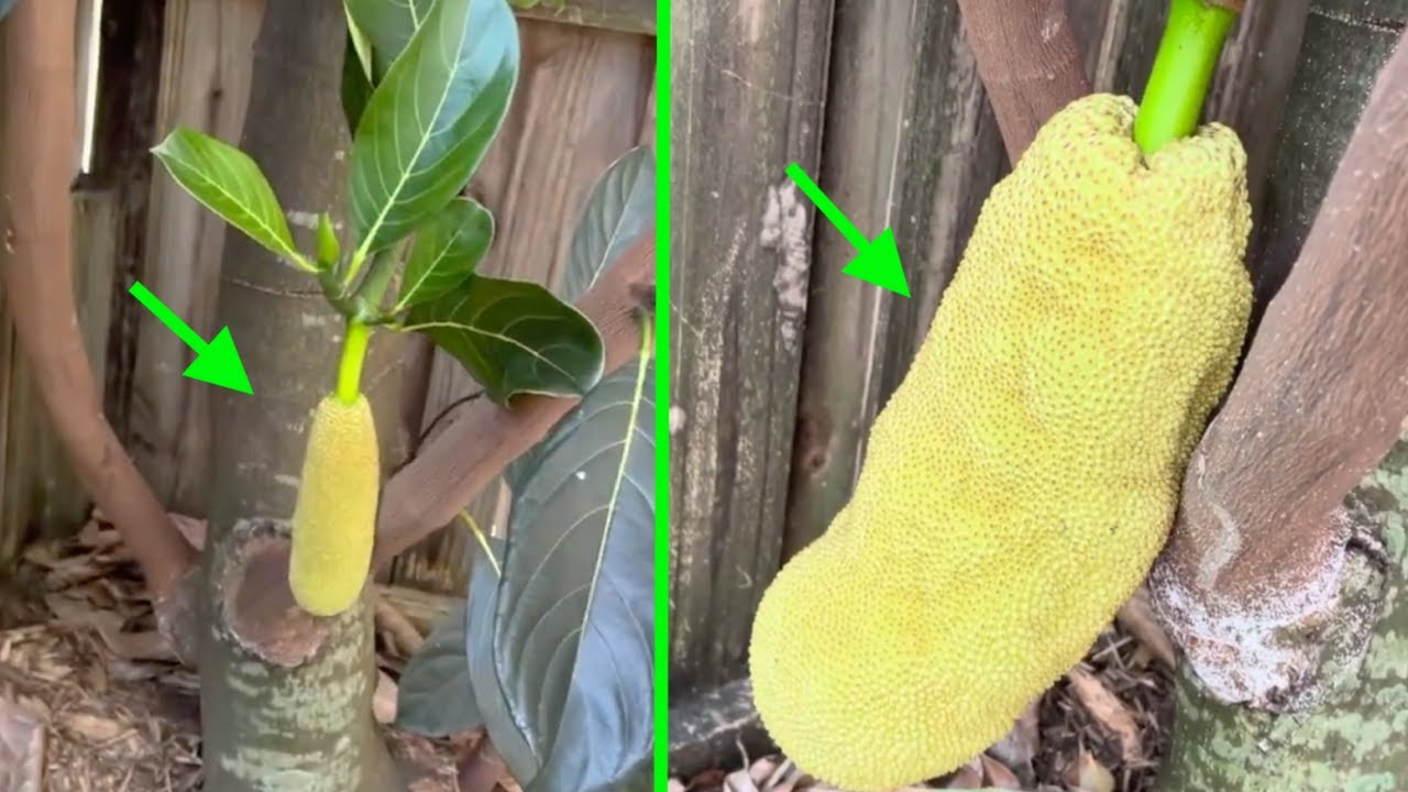 JACK FRUIT TREE FROM JAN 2022 TO DEC 2023 TIMELINE - FROM DISEASE TO ...
