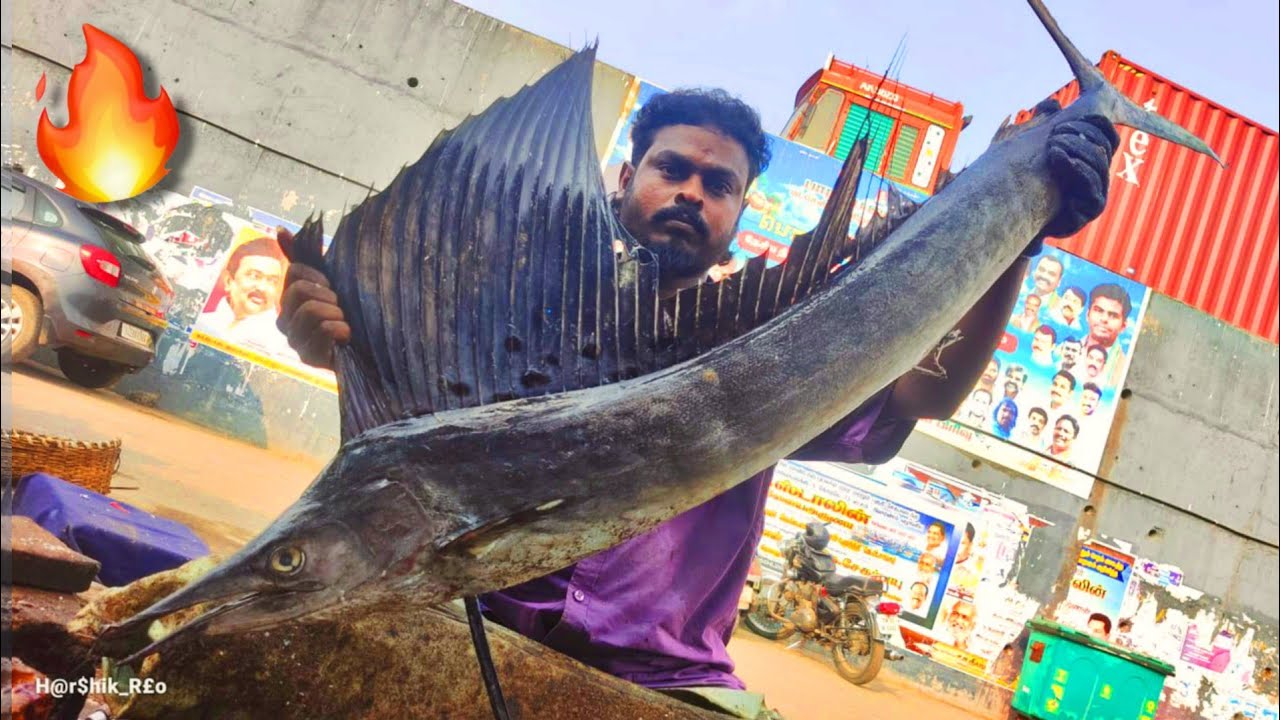 SAIL FISH(MAYIL KOLA) CUTTING💥| KASIMEDU SELVAM FISH CUTTING | FULL HD ...