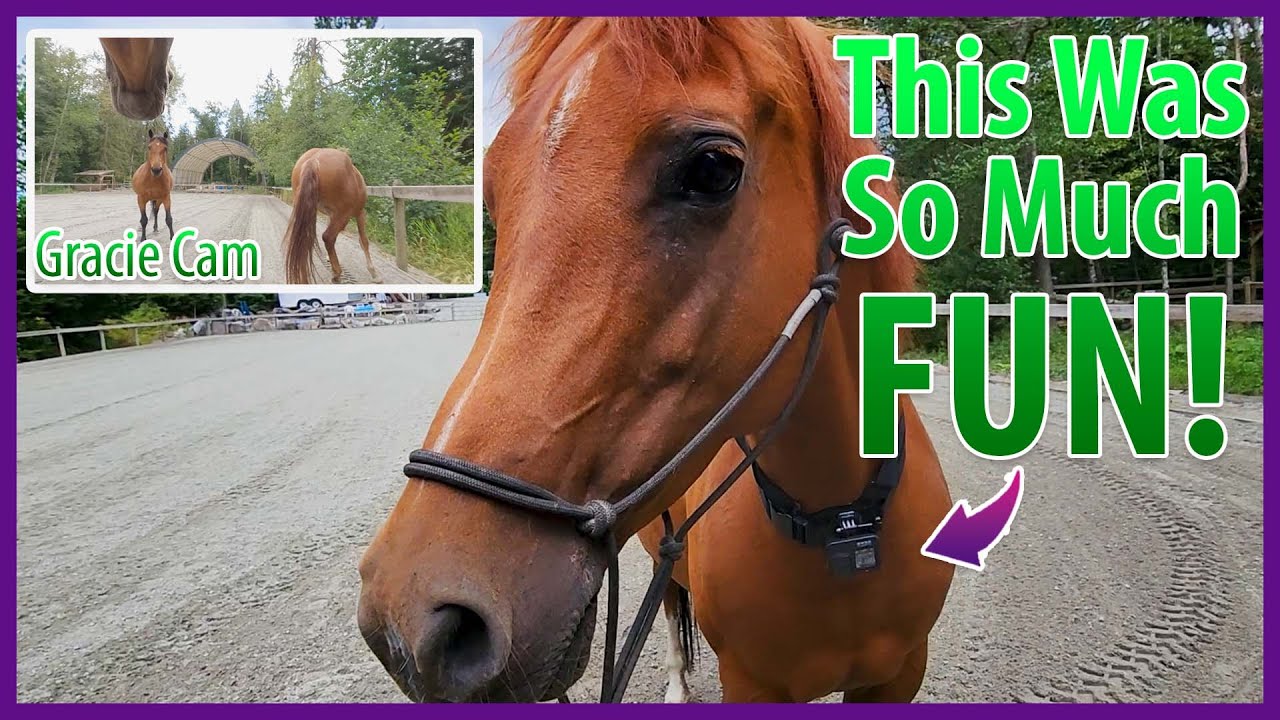 I Put A GoPro On My Arabian Horse Gracie 🐎😁 - YouTube