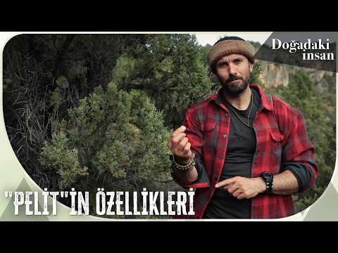 Ardıç ağacı ve meyvesinin (pelit) özellikleri | Doğadaki İnsan 78. Bölüm