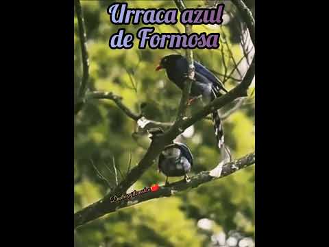 Urraca azul de Formosa #birds #relaxing #cantodeaves #sonidodepajaros # ...