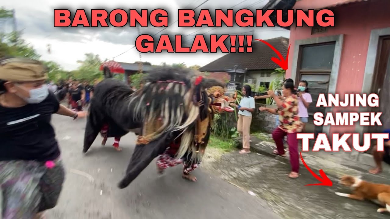 NE MARE GALAK NGELAWANG BARONG BANGKUNG 2021 - Barong Bangkung Stt. YBK ...